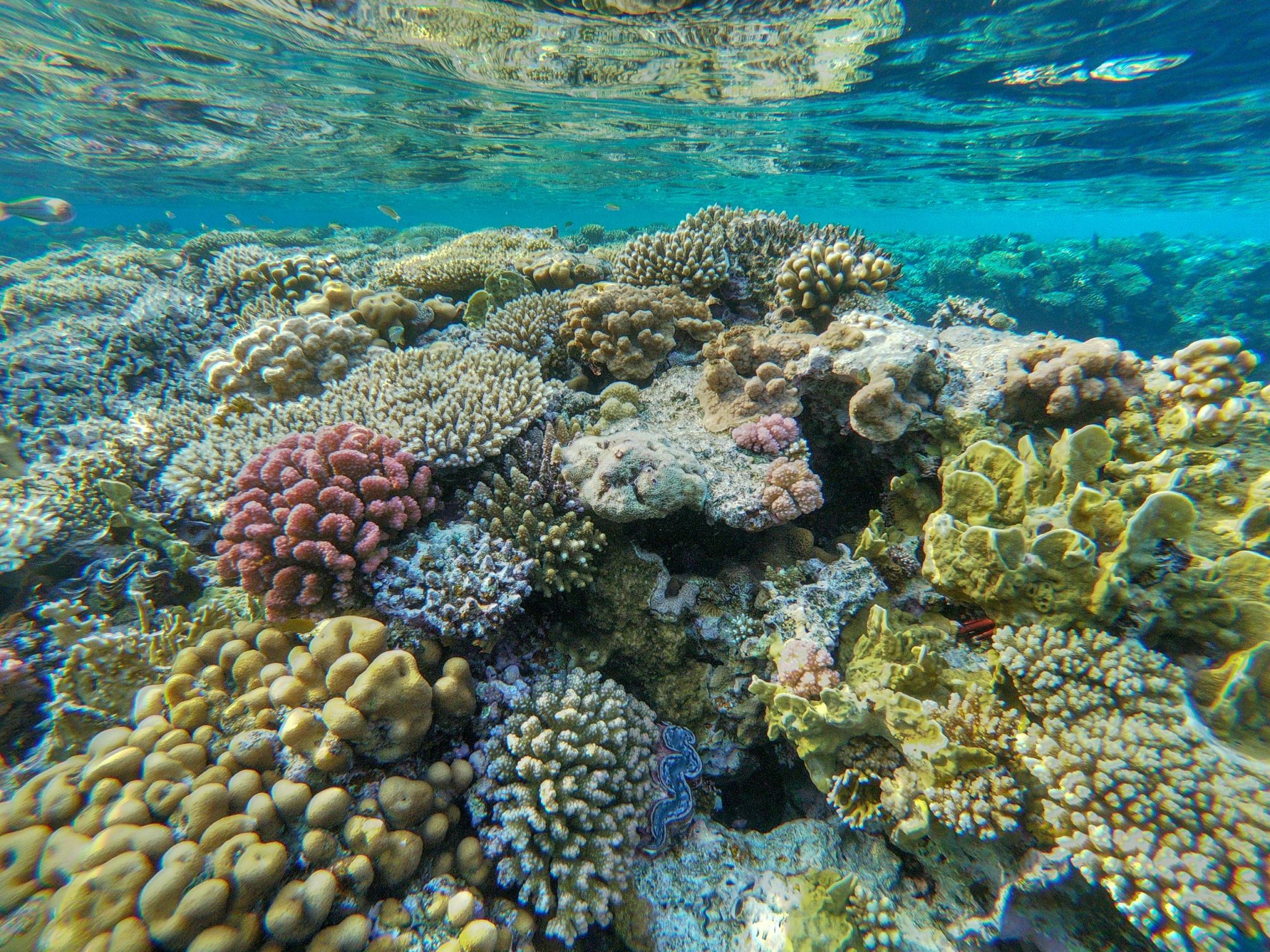 The Open Standards for the Practice of Conservation