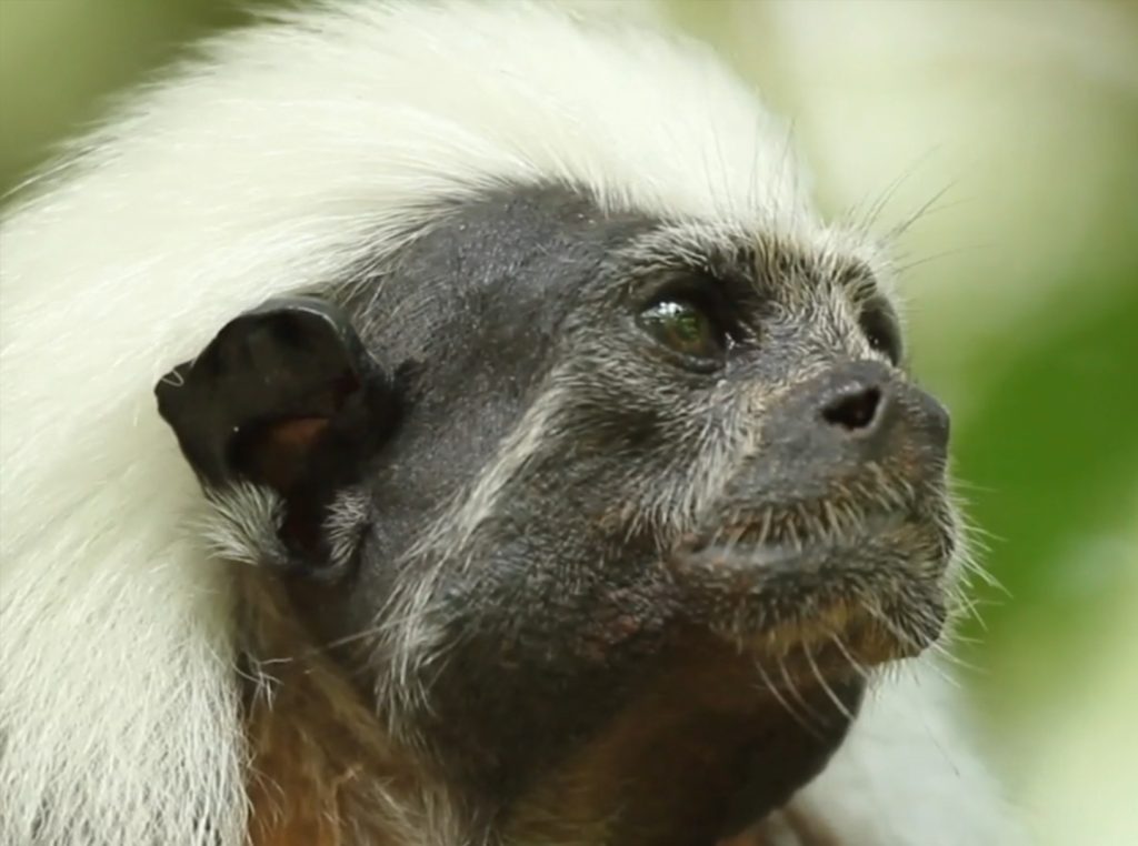 Conserving Colombia's cotton-top tamarins - conservationstandards.org ...