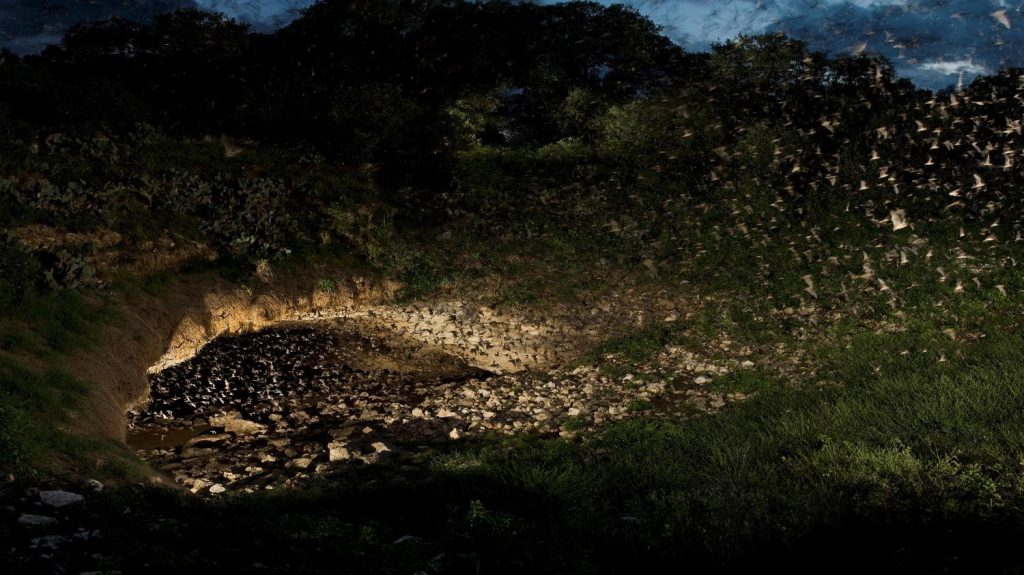 Adopting the Conservation Standards to save bats ...