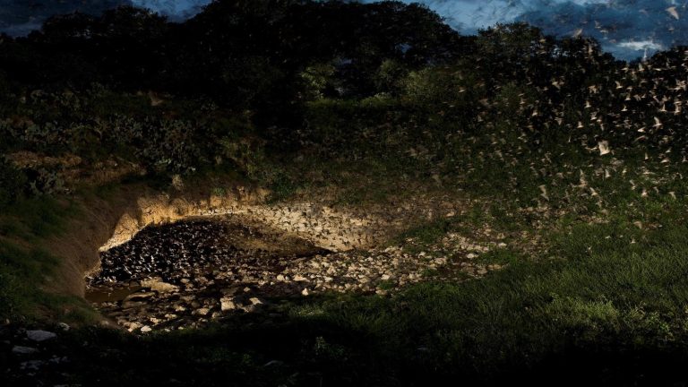 Adopting the Conservation Standards to save bats ...