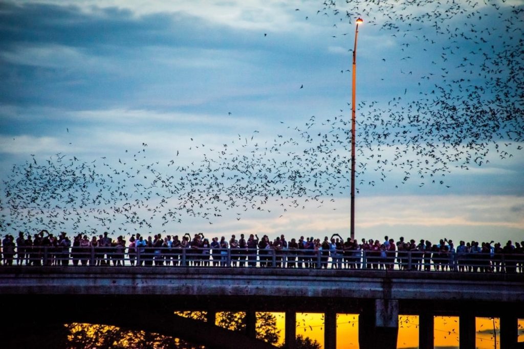 Adopting the Conservation Standards to save bats ...