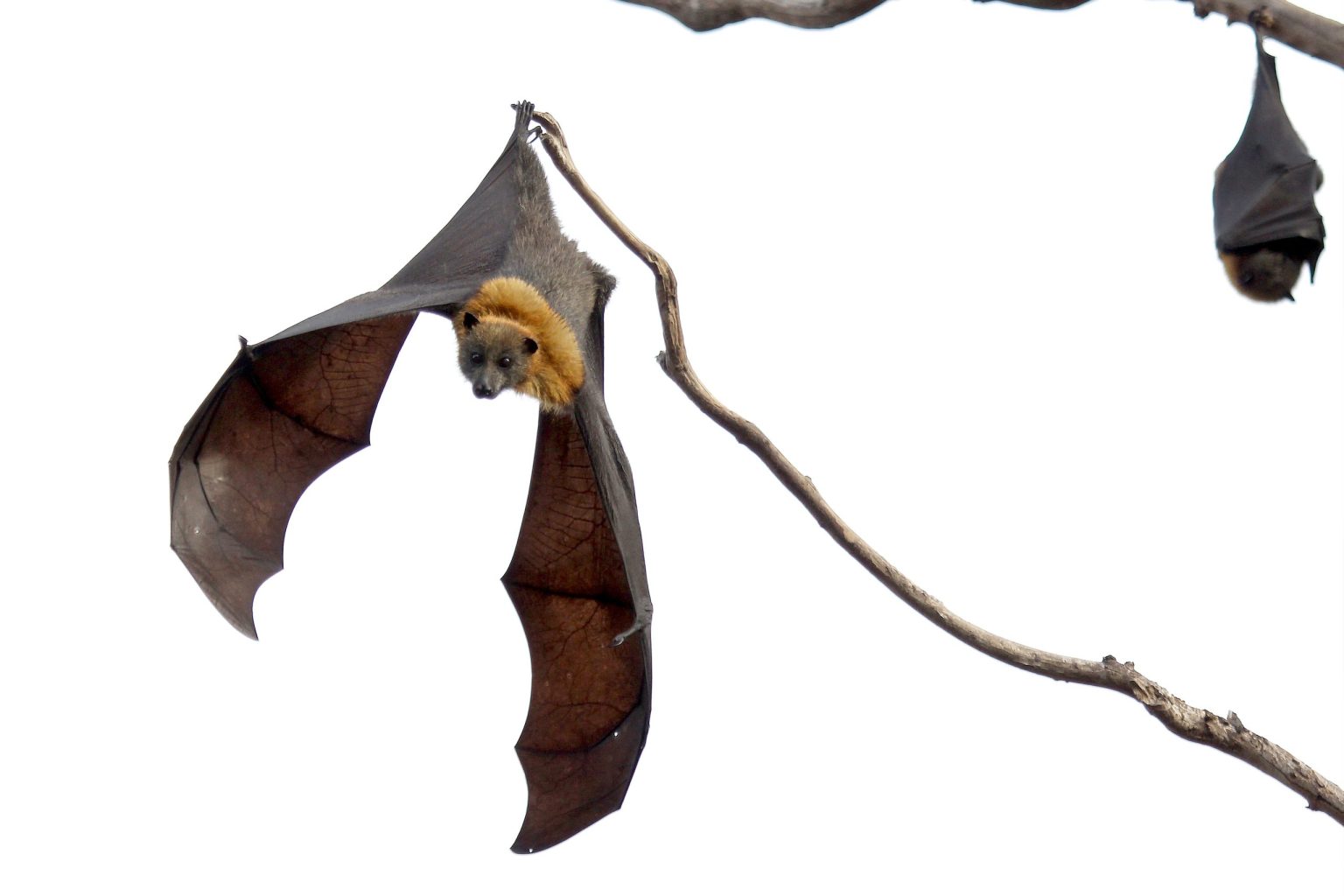 Adopting the Conservation Standards to save bats ...
