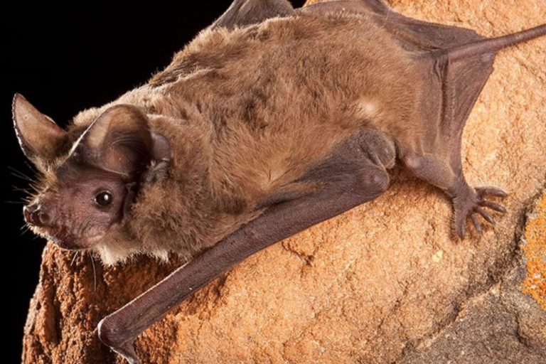 Adopting the Conservation Standards to save bats ...