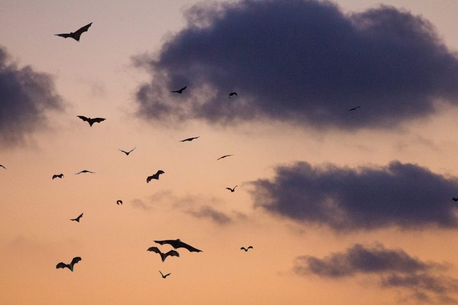 Adopting the Conservation Standards to save bats ...