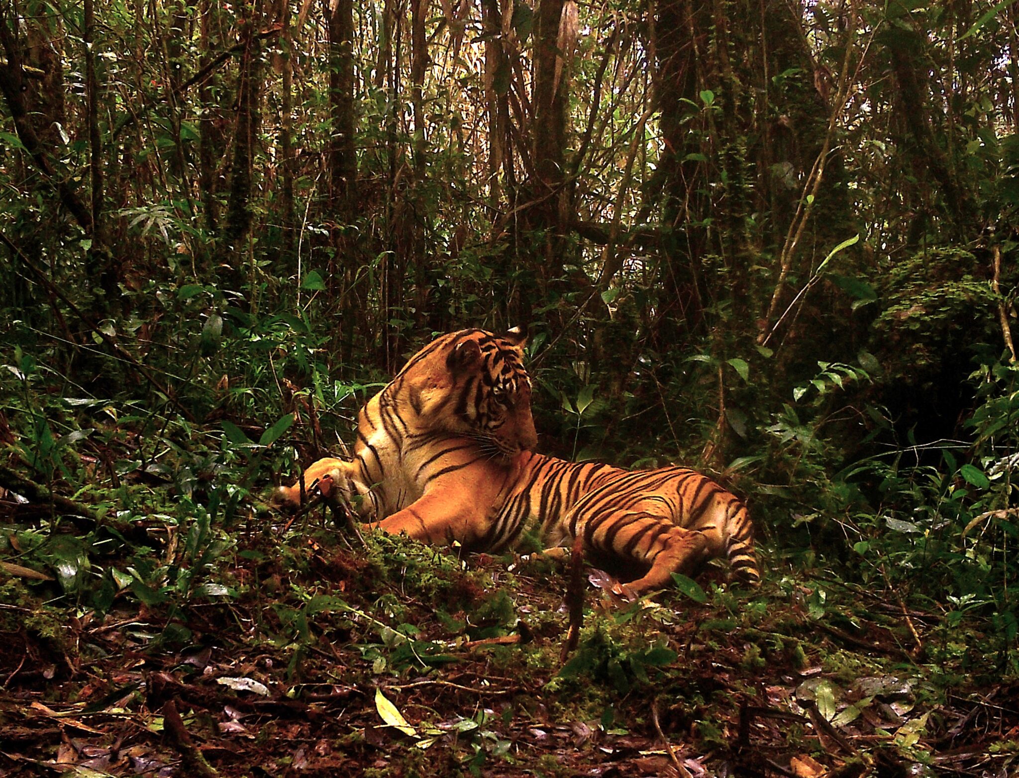 Tracing the Tiger’s Path | 2025 Photo Story Competition Winner ...