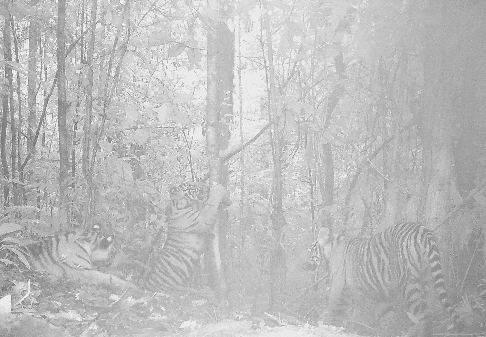 Tracing the Tiger’s Path | 2025 Photo Story Competition Winner ...